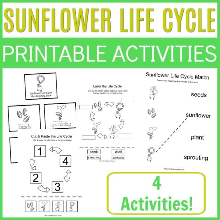 Sunflower Life Cycle: Fun Science Mini Coloring Book With 4 Activities