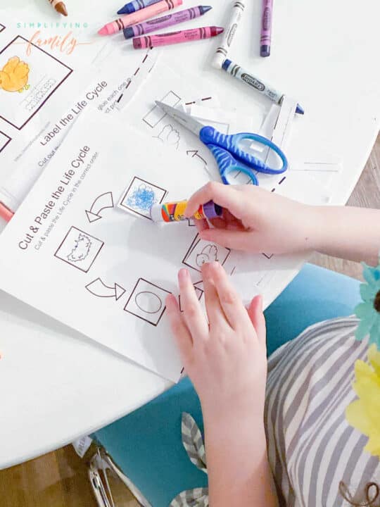 Help Kids Learn About The Chicken Life Cycle In 4 Easy Steps