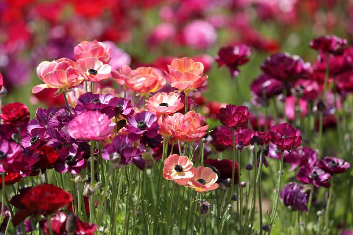 The Incredible Flower Fields At Carlsbad Ranch Open With Colorful 2024 ...